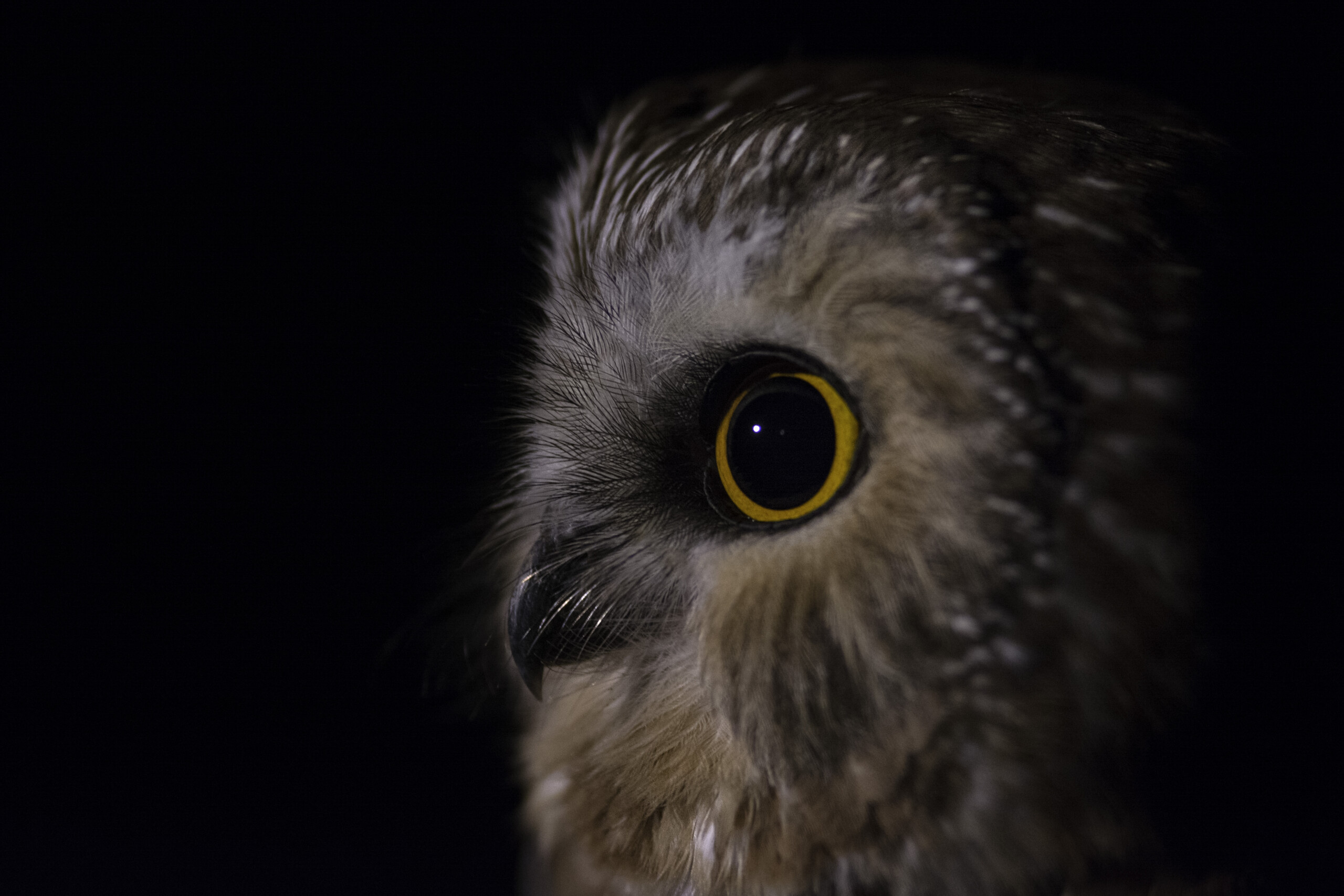 Current Research | Bird Conservation | Ozark Bird Conservancy