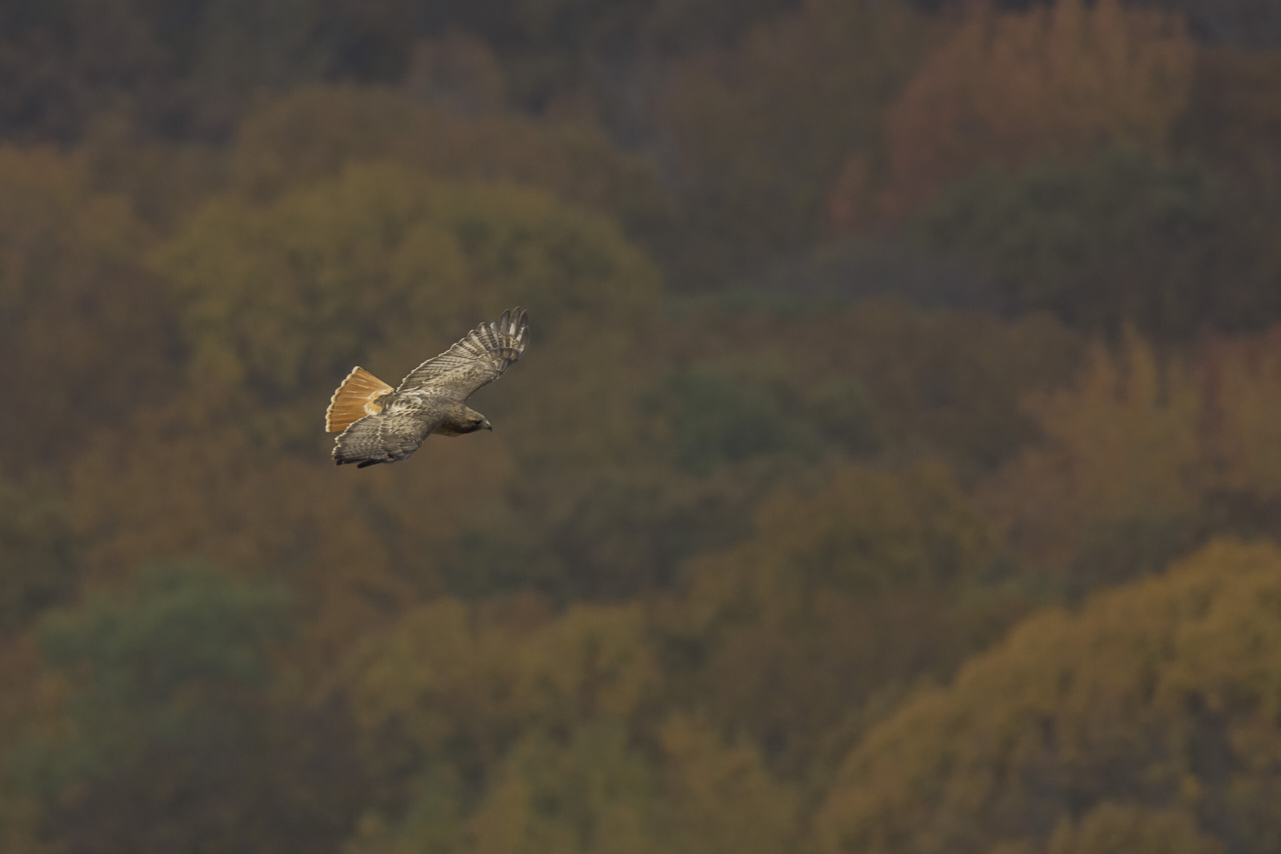 Current Research | Bird Conservation | Ozark Bird Conservancy