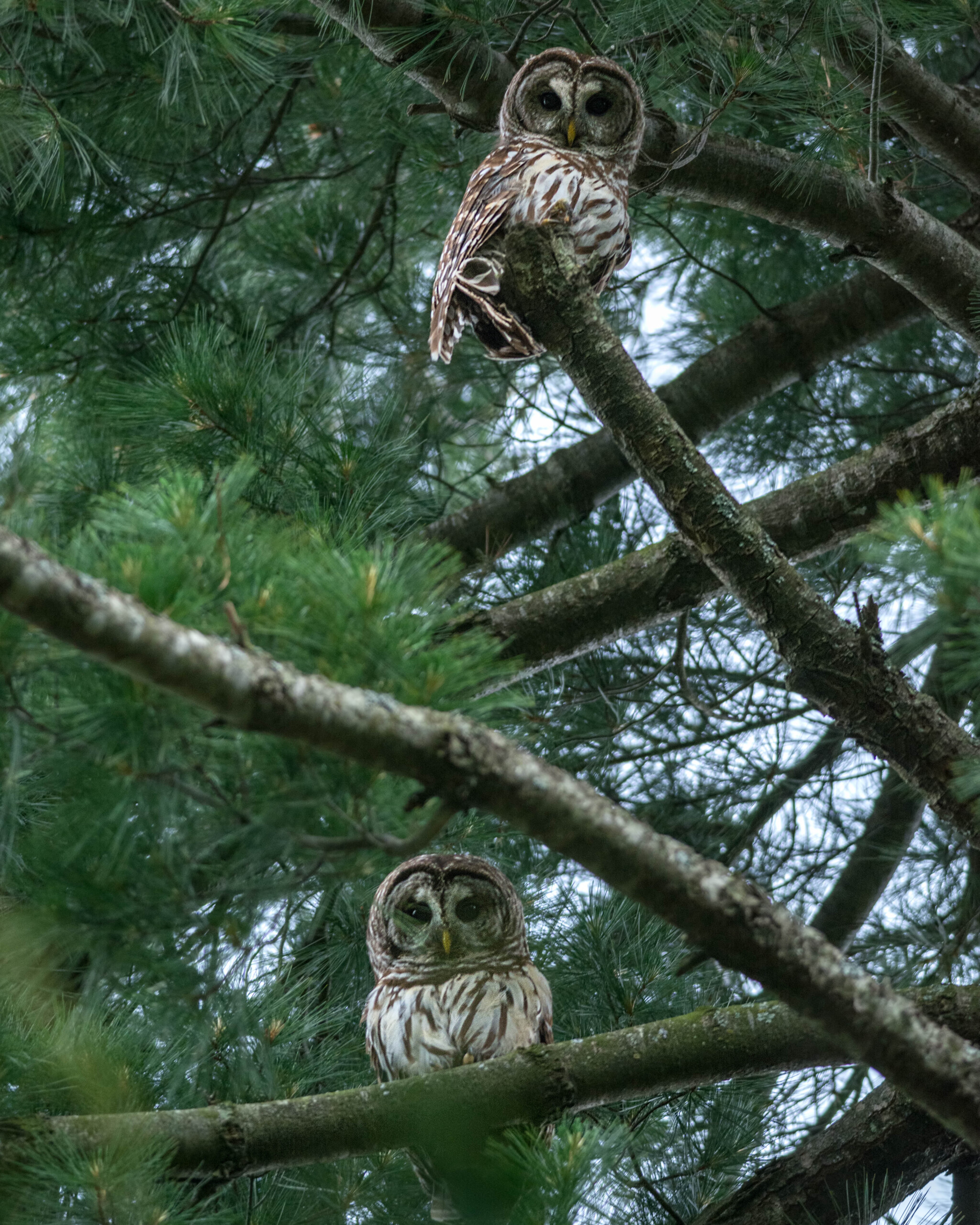 Urban Raptors | Protecting Birds of Prey in Urban Ecosystems